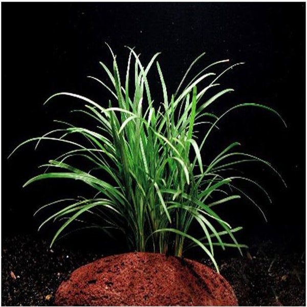 Dwarf Mondo Grass - Etsy