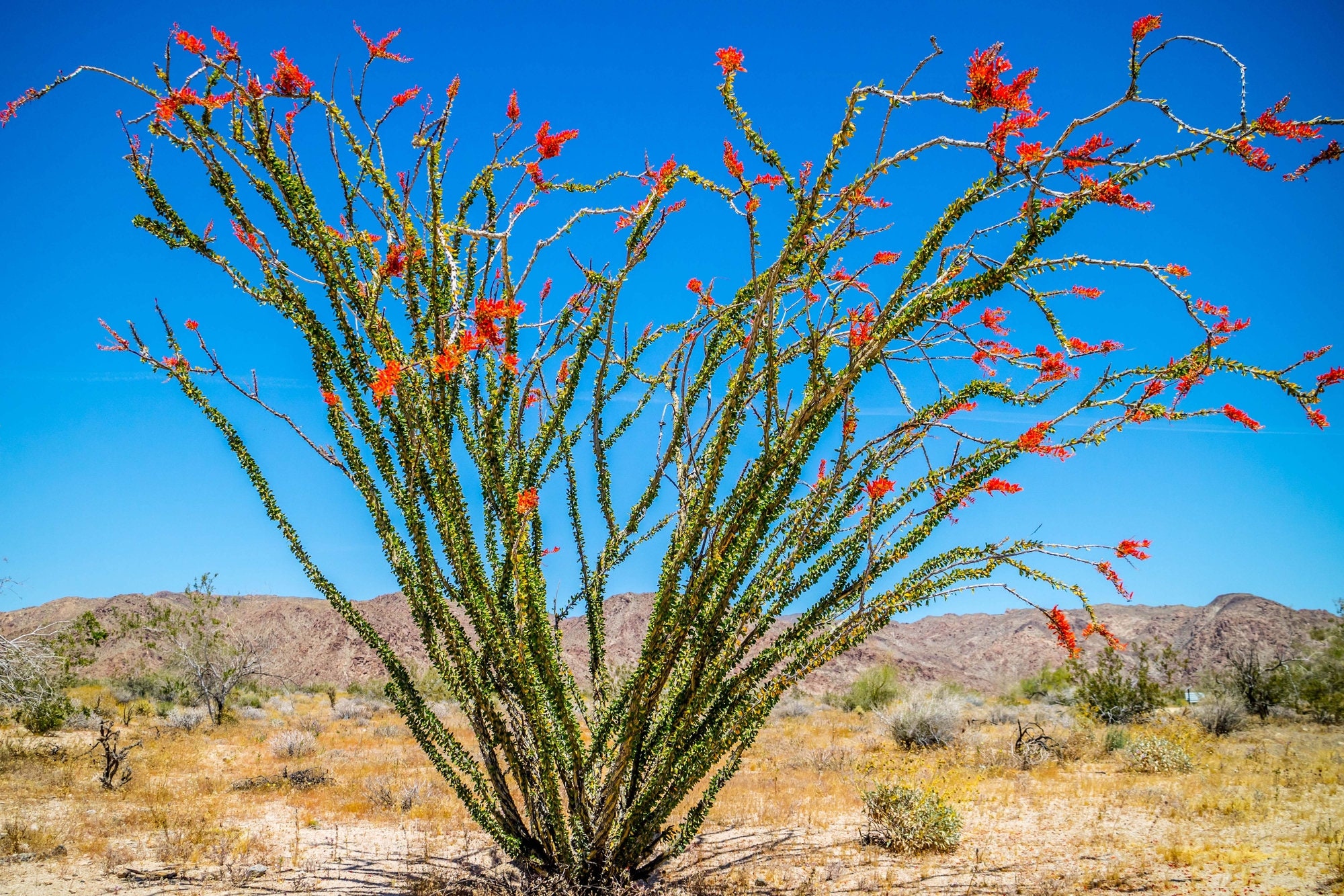 Ocotillo 10 Seeds, Fouquieria Splendens, Coachwhip, Candlewood ...