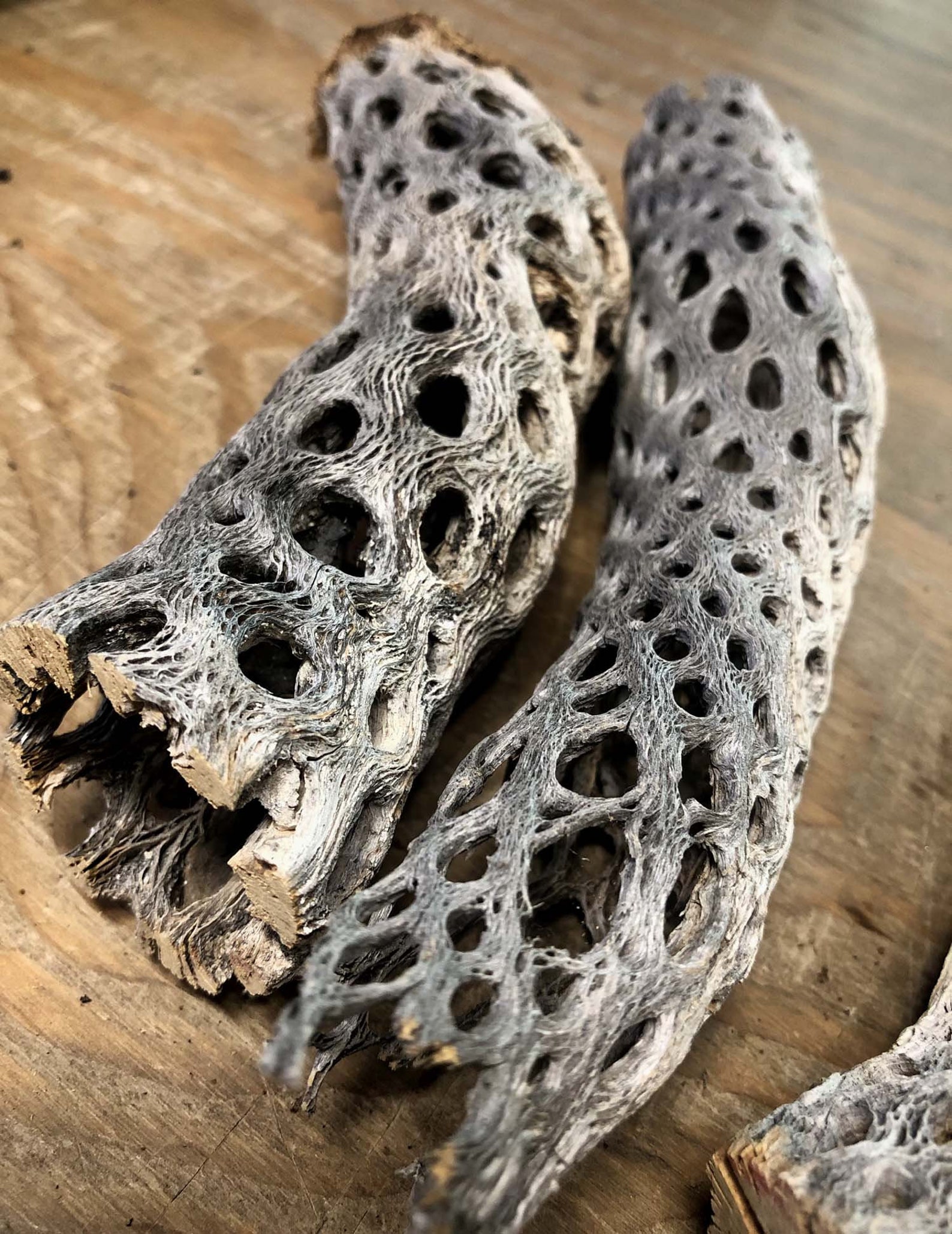 Cholla Dried Cactus Wood Small Size Pieces for Art Display, Southwest ...
