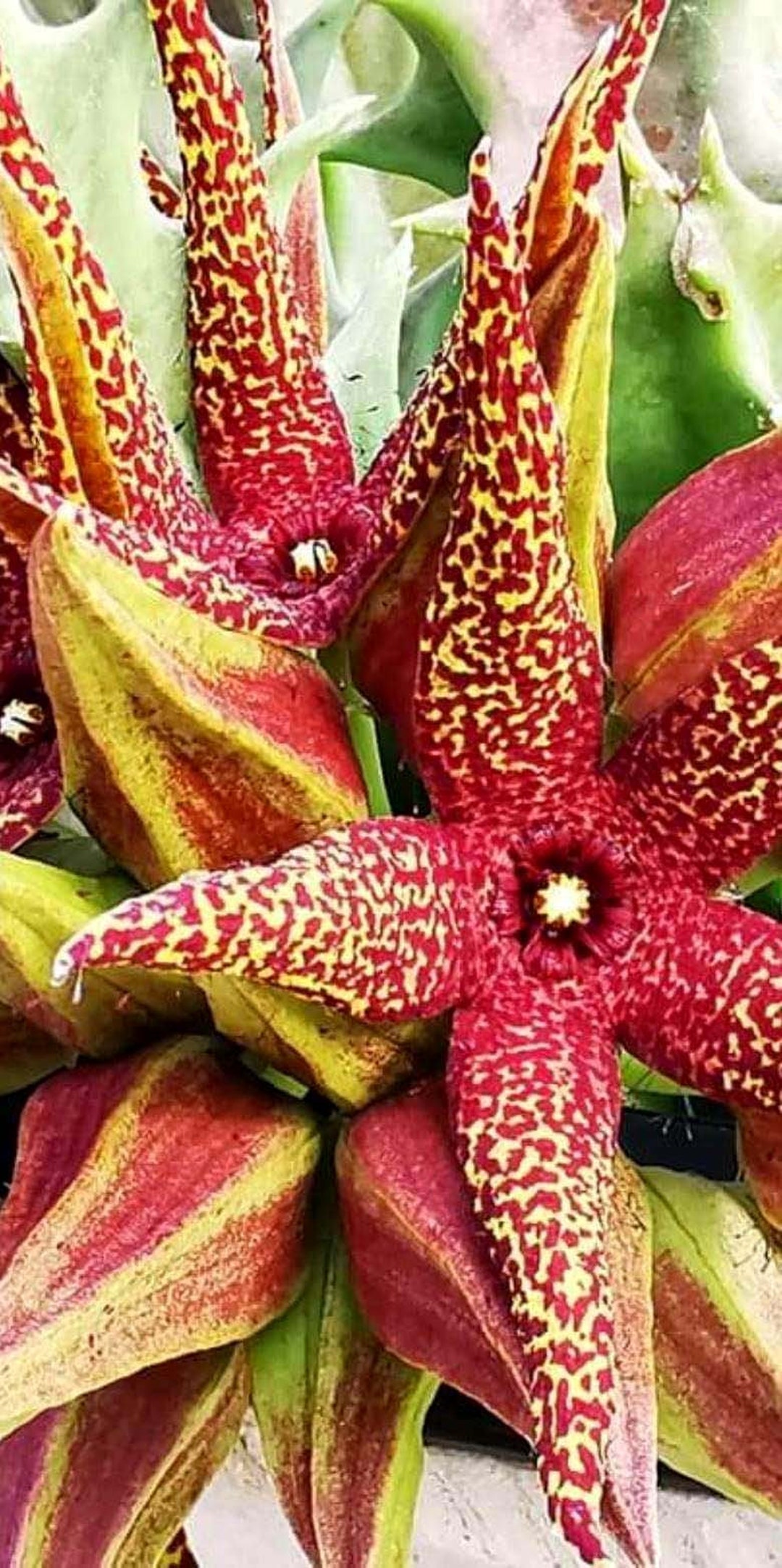 Orbea Lutea Subs Vaga 1 Unrooted Plant Cutting to Root Stapelia ...