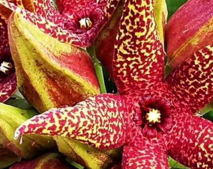 Orbea Lutea Subs Vaga 1 Unrooted Plant Cutting to Root Stapelia ...