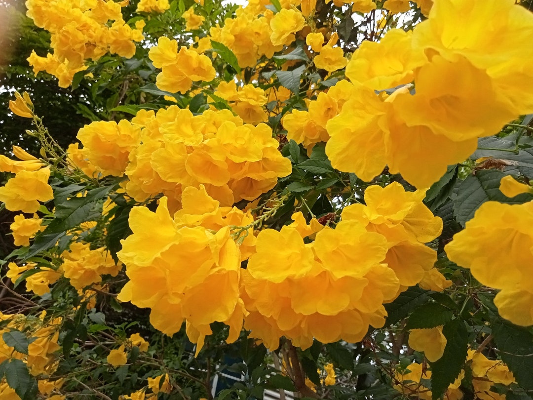 Tecoma Stans Yellow Trumpet Flower Bush 20 Seeds, Yellow Trumpetbush ...