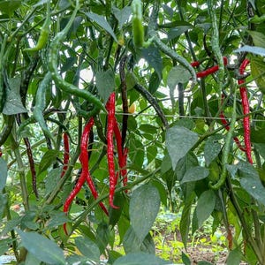 Chili De Arbol, Bird's Beak Chile, Rat's Tail Chile, Pico De Pajaro ...