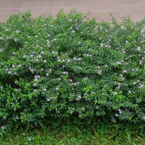 Myoporum Parvifolium or Dwarf Native Myrtle 5 Cuttings - Etsy