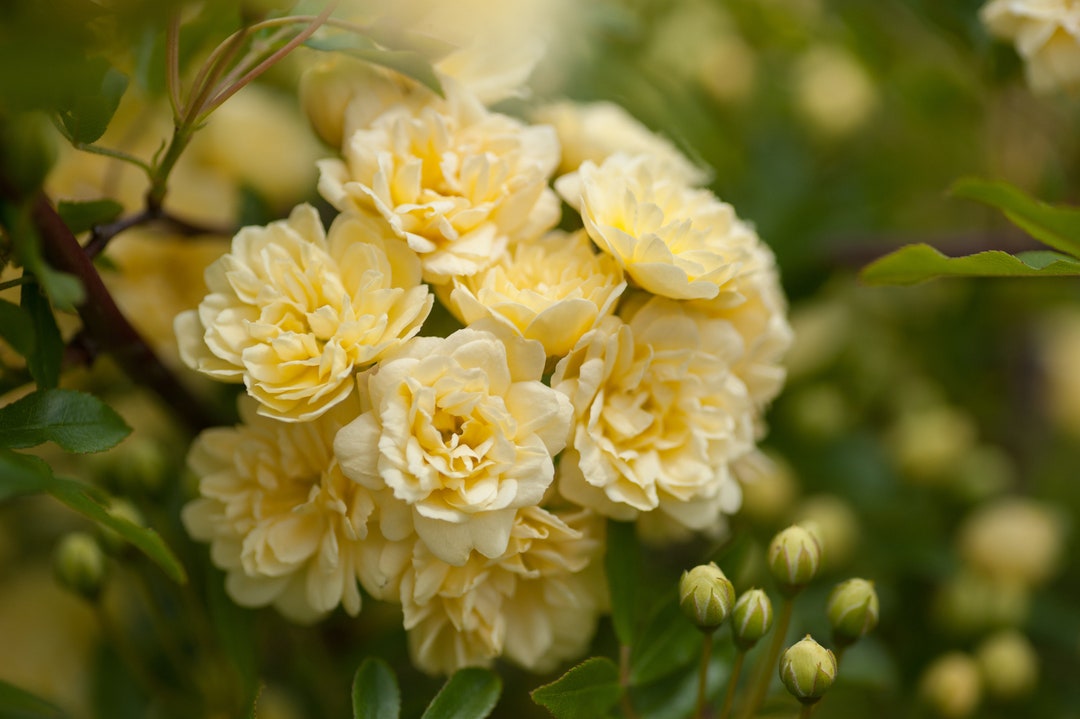 Rosa Banksiae, Lady Banks, Lady Banks Rose, Tombstone Rose Yellow (6 ...