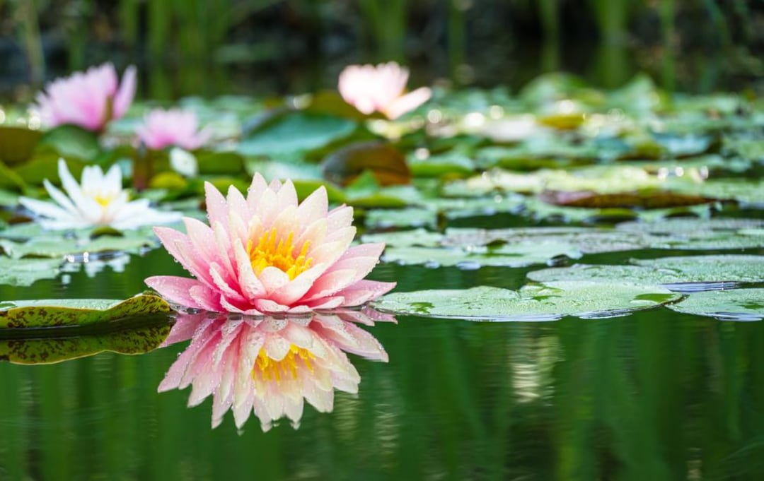 Assorted Grower’s Choice Hardy Water Lily Nymphaea Assortment 3 Pack ...