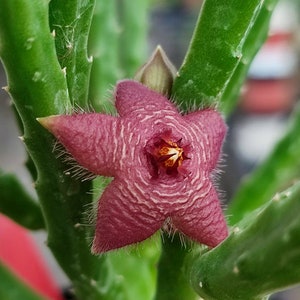 Stapelia Scitula 1 Plant Stapelia Starfish Flower Cactus Succulent - Etsy