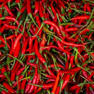 Thai Chili, Bird's Eye Chili Pepper, Thai Dragon Peppers, African Devil ...