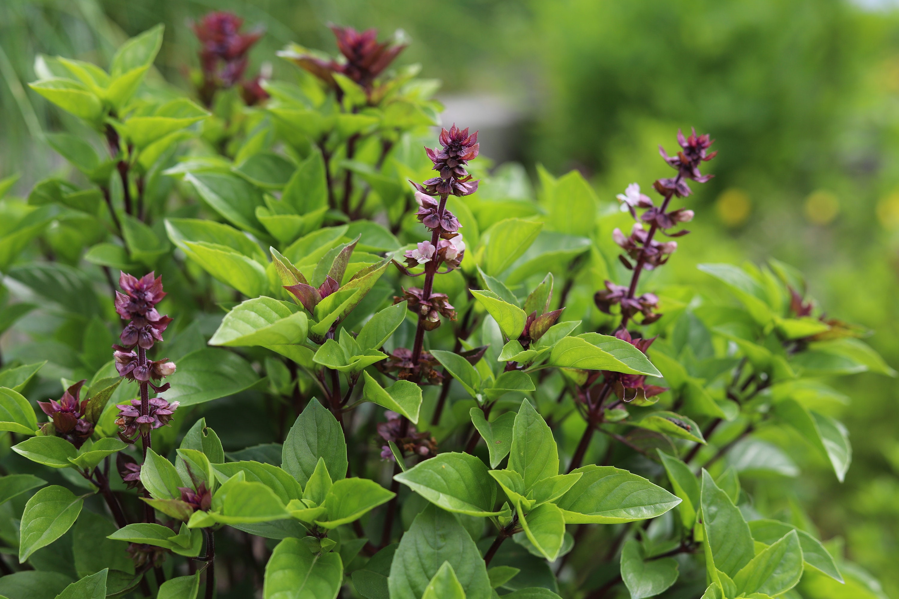 Thai Sweet Basil (ocimum Basilicum Var. Thyrsiflora) Seeds 20 - Etsy