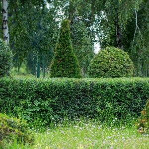 Privet Ligustrum Lucidum 10 Seeds Broad-leaf Privet, Chinese Privet ...