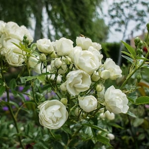 Rosa Banksiae, Lady Banks, Lady Banks Rose, Tombstone Rose White (6 ...
