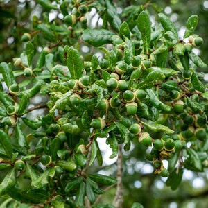 Southern Live Oak Tree, Quercus Virginiana, Virginia Live Oak, Bay Live ...