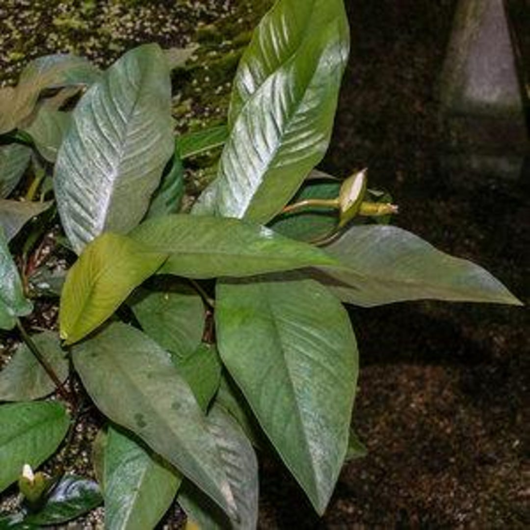 Anubias Frazeri Freshwater Aquarium Aquarium Plant - Etsy