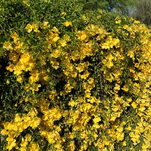 Cat's-claw, Catclaw-creeper, Catclaw-trumpet, Funnel-creeper or ...