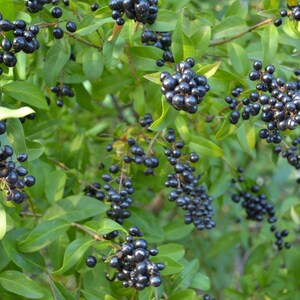 Privet Ligustrum Lucidum 10 Seeds Broad-leaf Privet, Chinese Privet ...