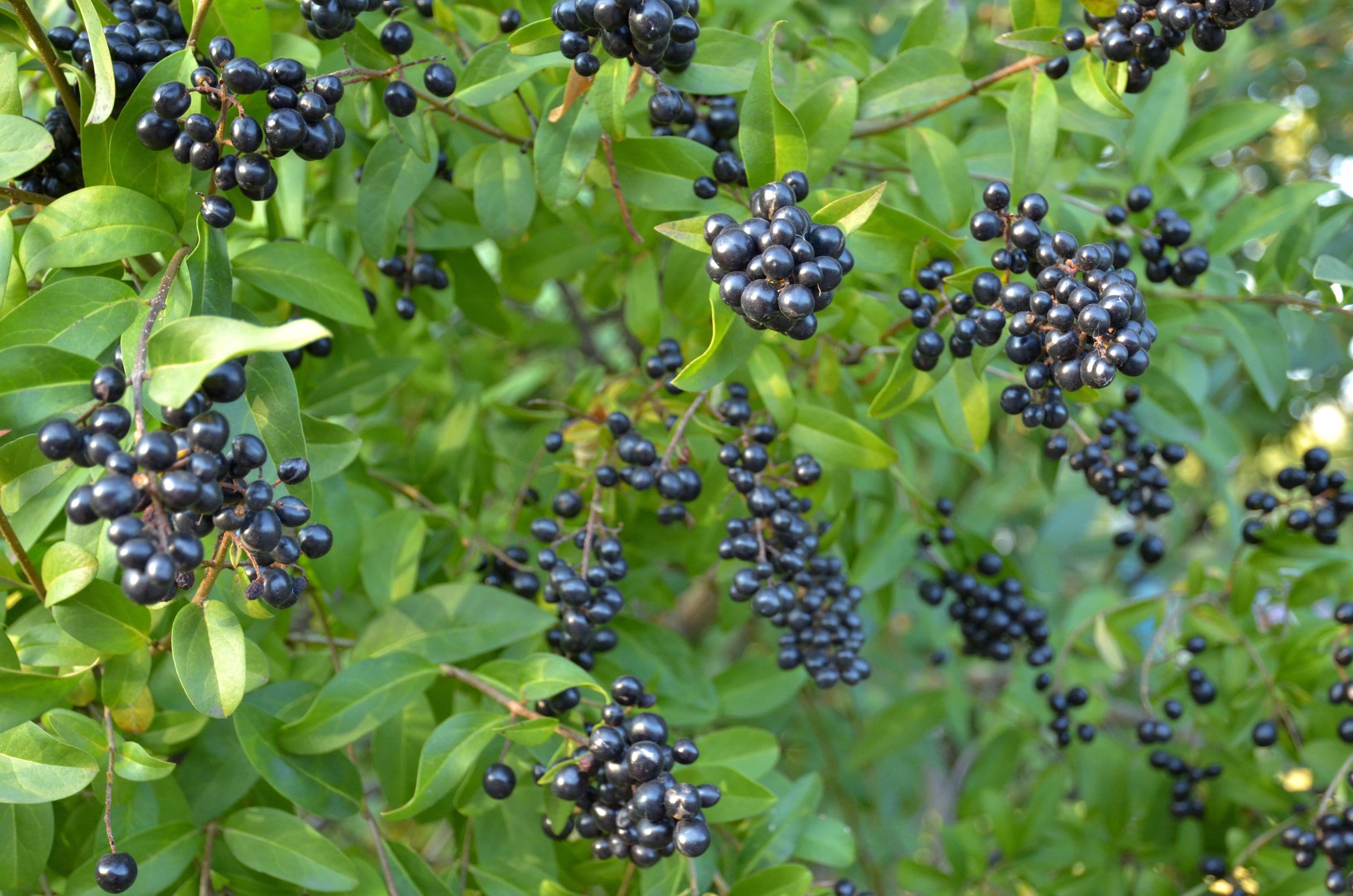 Privet Ligustrum Lucidum 10 Seeds Broad-leaf Privet, Chinese Privet ...