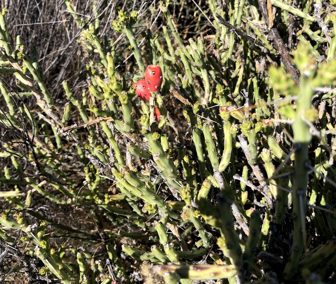 Christmas Cholla, Pencil Cactus, Tasajillo or Cylindropuntia ...