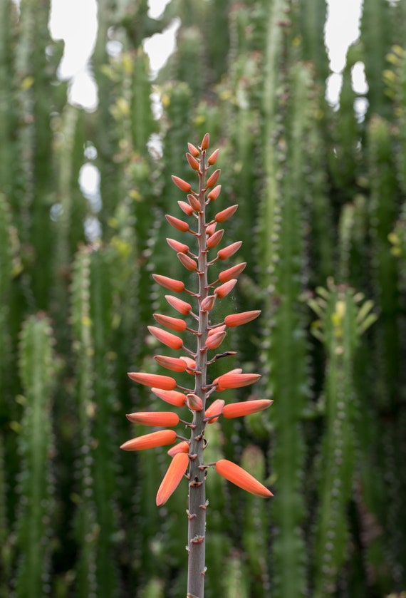 Yucca Flower Stalk