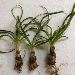 Crinum Calamistratum, African Onion Plant and Narrow Crinum Freshwater ...