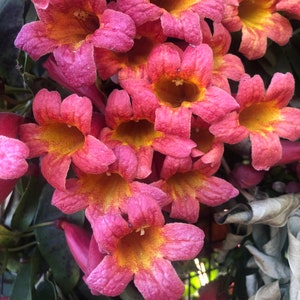 Tangerine Beauty Crossvine, Bignonia Capreolata, Crossvine, Trumpet ...
