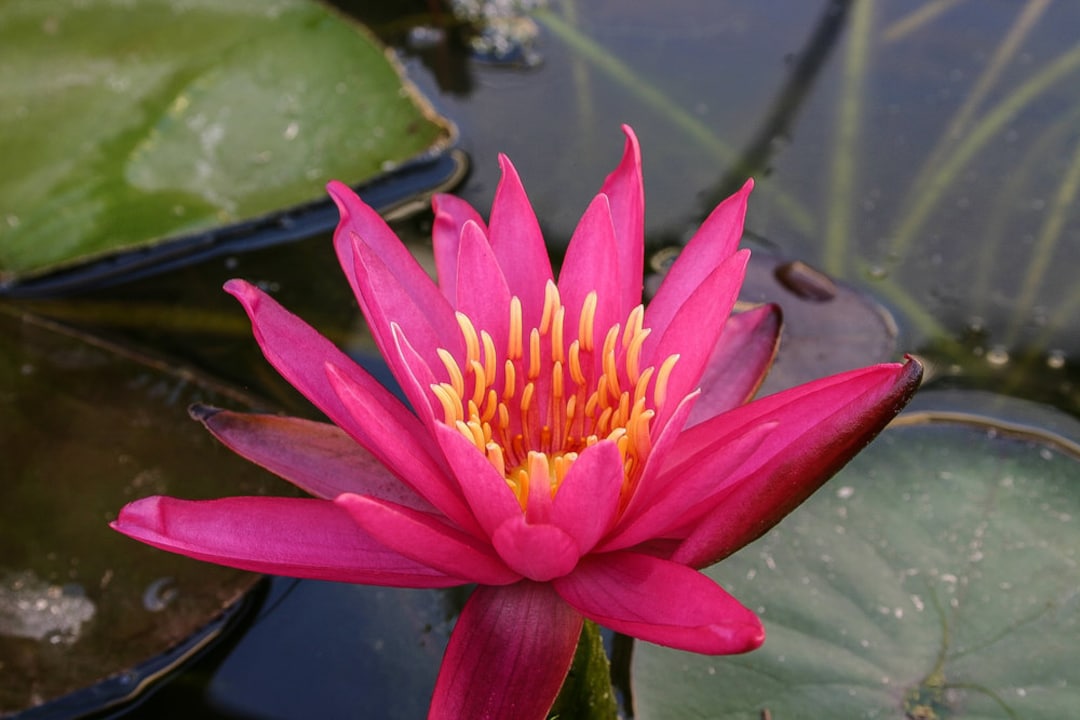 Nymphaea Dallas Winter Hardy Lily 3 Pack - Etsy