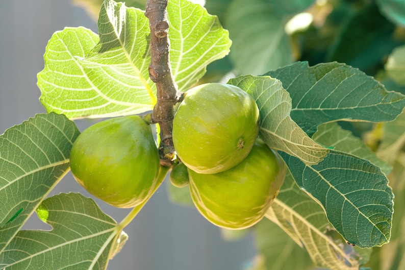 Organic Jancie Seedless White Fig Tree Cuttings for Rooting 6 Stems ...