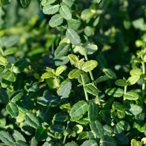 Fortune's Spindle, Euonymus Fortunei, Wintercreeper, Japanese Euonymus ...
