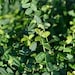 Fortune's Spindle, Euonymus Fortunei, Wintercreeper, Japanese Euonymus ...