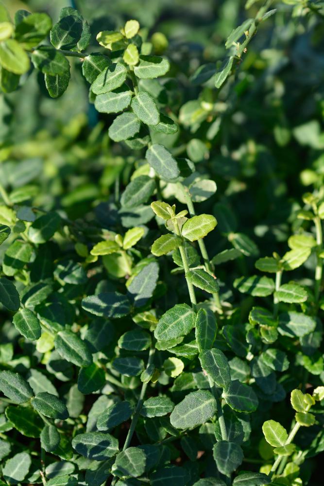 Fortune's Spindle, Euonymus Fortunei, Wintercreeper, Japanese Euonymus ...