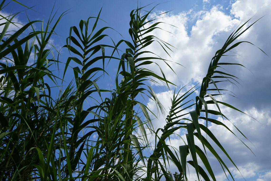 Giant Reed, Arundo Donax, Bamboo Reed, Giant Cane, Spanish Reed ...