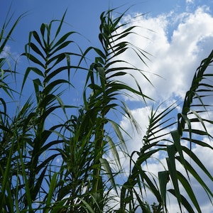 Giant Reed, Arundo Donax, Bamboo Reed, Giant Cane, Spanish Reed ...