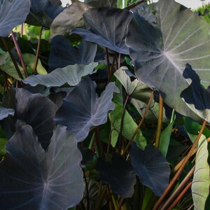 Taro Black Magic or Colocasia Esculenta Bog Plant 2" Pots Pack of 6 ...