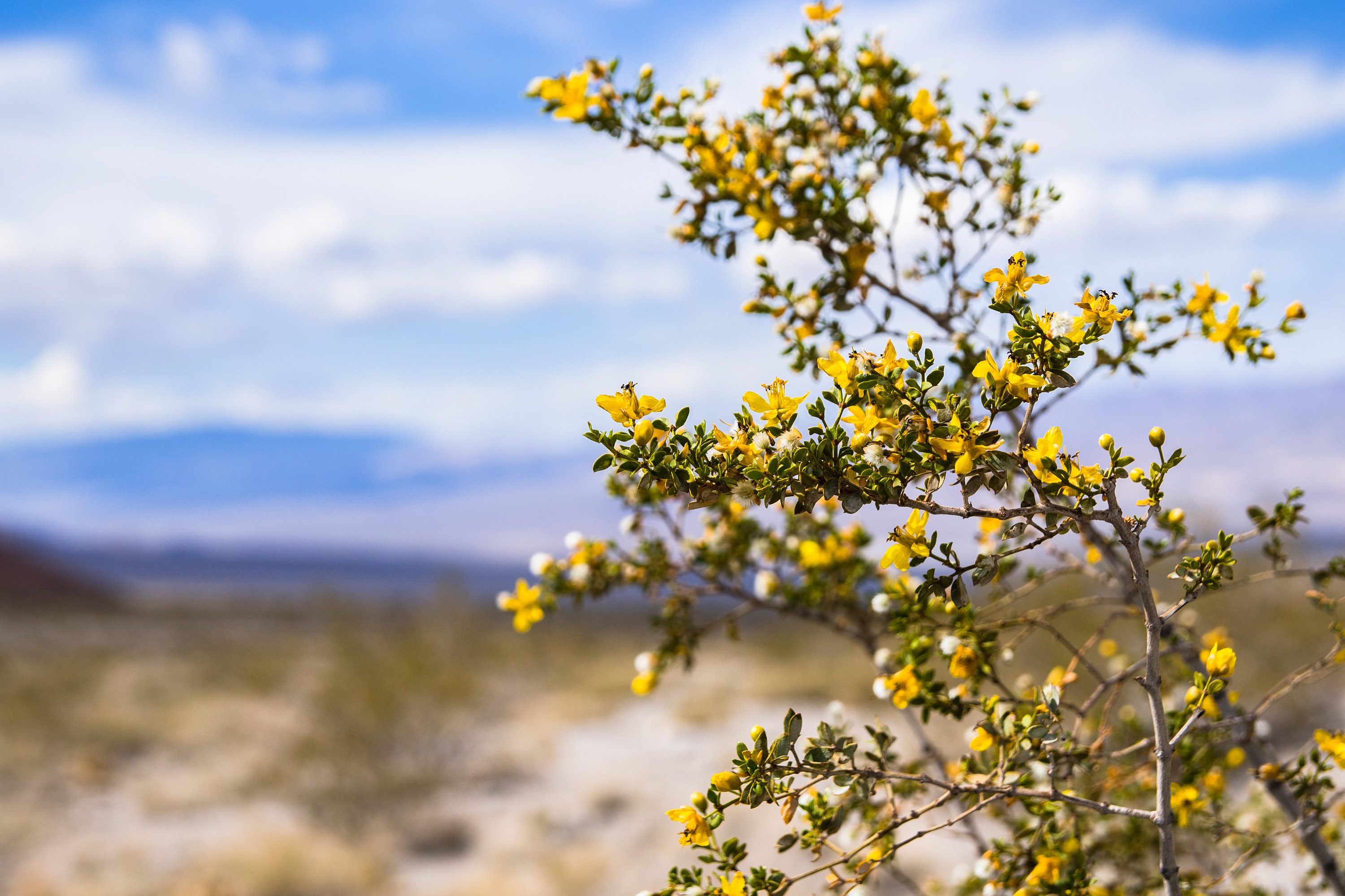 Creosote Bush, Larrea Tridentata or Greasewood 10 Seeds Arizona Rain ...