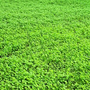 Marsilea Crenata, Water Clover, Dwarf Waterclover, Four-leaf Clover ...