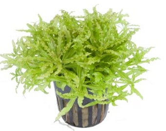 Fully RED Plants With Pogostemon Helferi Downoi Bundle - Etsy