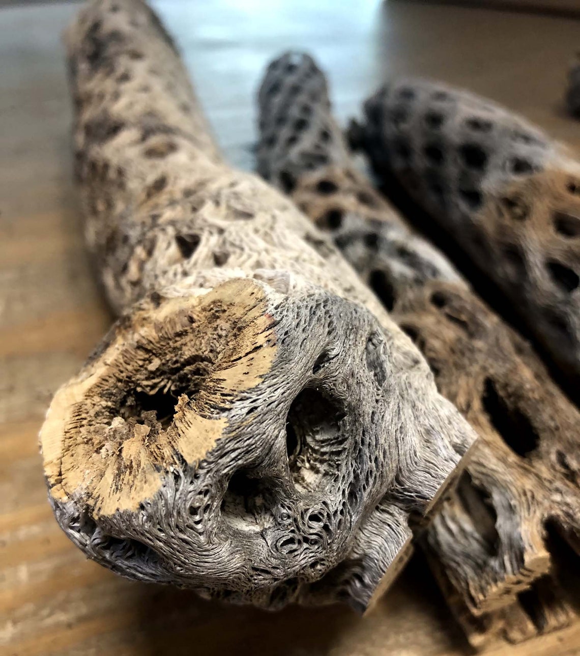 Cholla Dried Cactus Wood Small Size Pieces for Art Display, Southwest ...