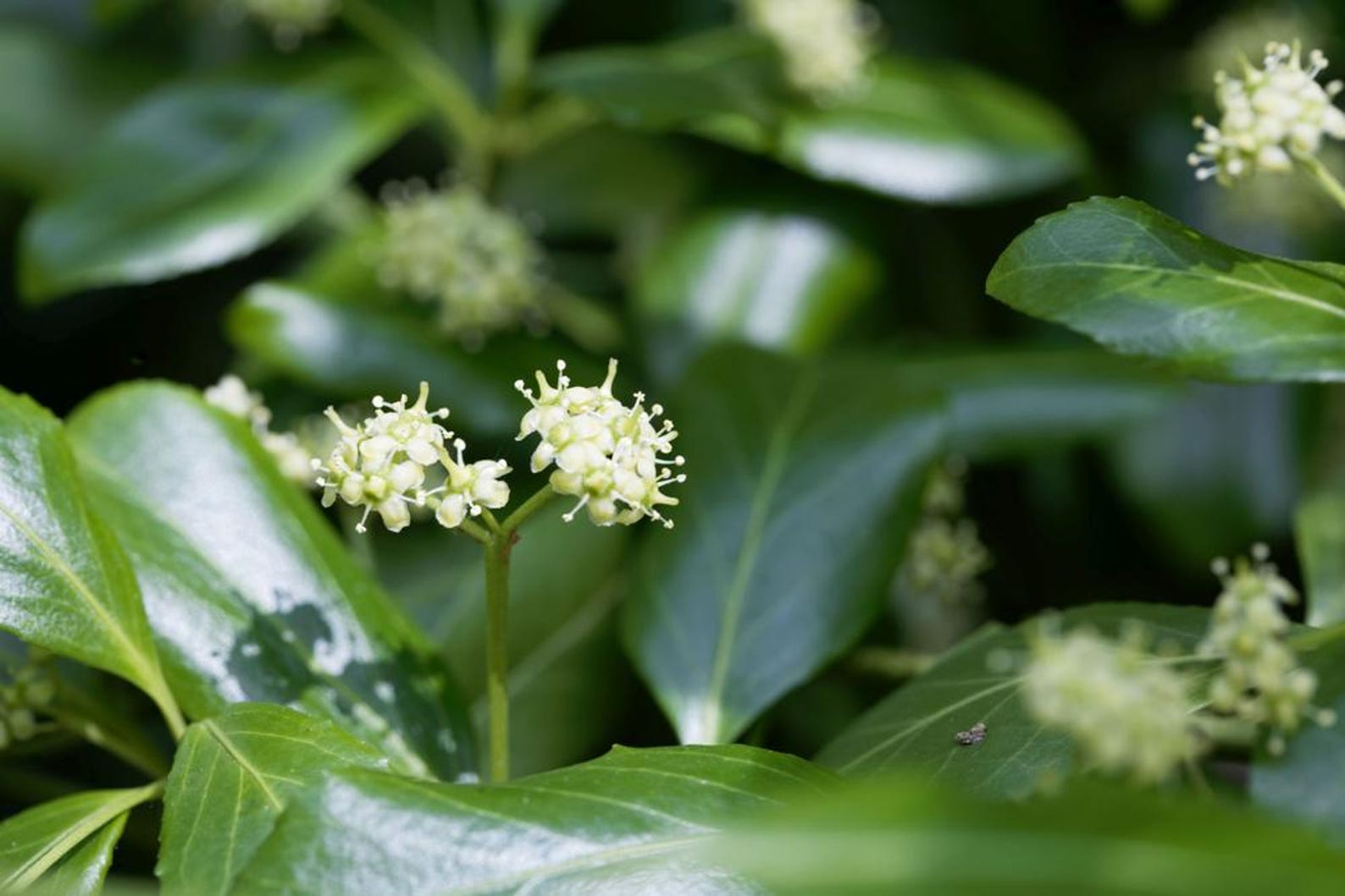 Fortune's Spindle, Euonymus Fortunei, Wintercreeper, Japanese Euonymus ...