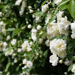 Rosa Banksiae, Lady Banks, Lady Banks Rose, Tombstone Rose White (6 ...