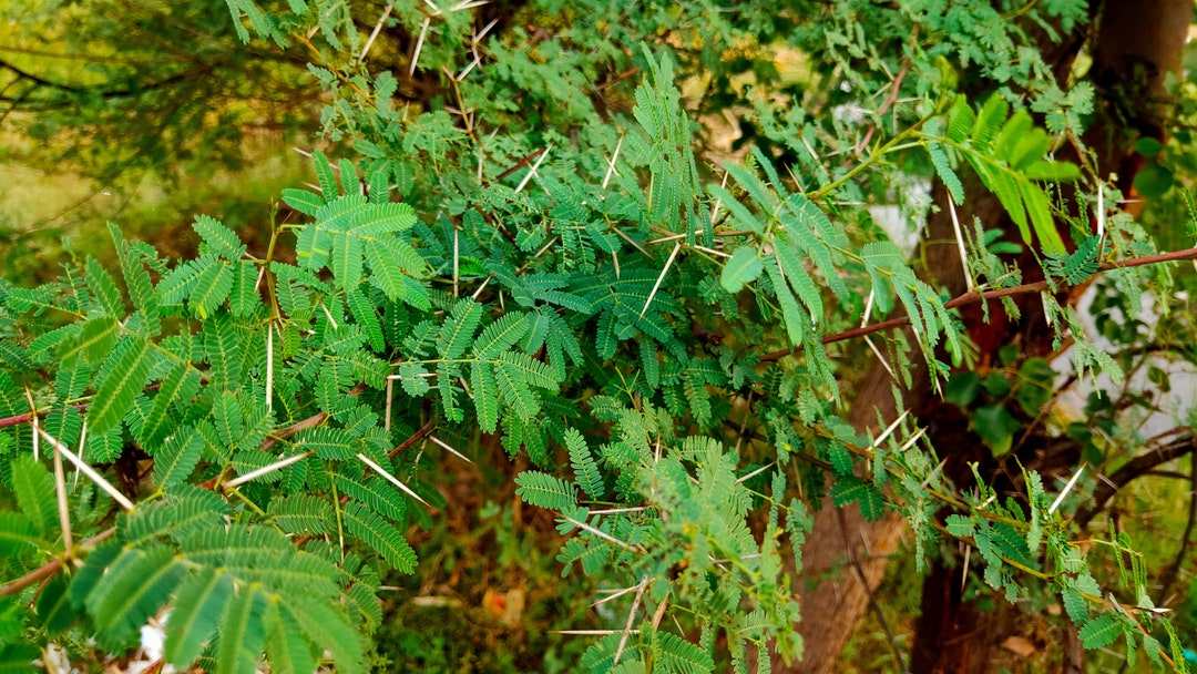 Whitethorn Acacia Vachellia Constricta Organic Hand Collected Seeds 20 ...
