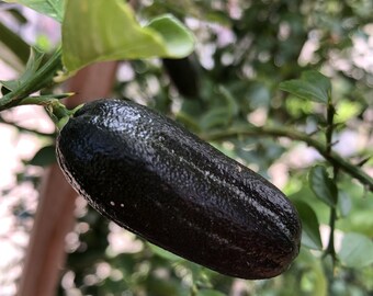 SEEDS RARE LIME Fruit 5 Seeds no Plant grow in or Out - Etsy