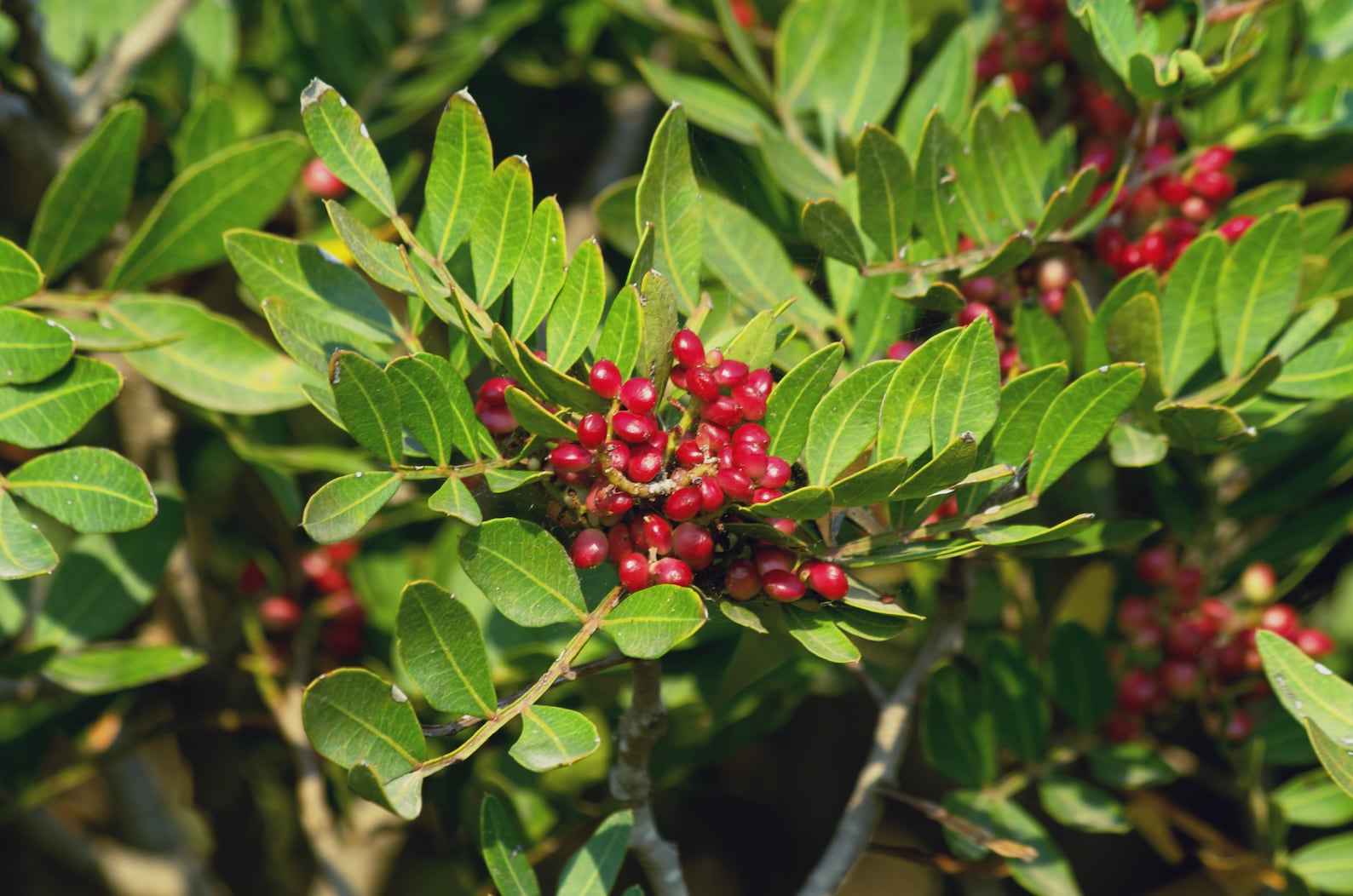 Mastic Pistacia Lentiscus Organic Hand Collected 10 Seeds - Etsy