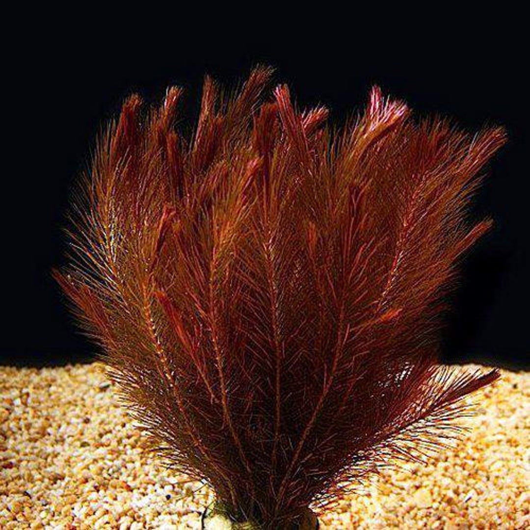 Rotala Wallichii 3 Pack of Bunch Plants, Whorly Rotala and Red Pinetree ...