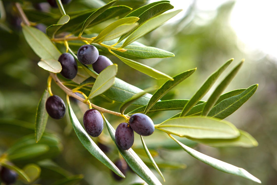 Olive Tree, Olea Europaea, European Olive, Olive Plant, Fruiting Olive ...