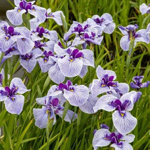 Japanese Iris Winter Hardy Aquatic Pond Marginal Bog Plant 6 Pack - Etsy