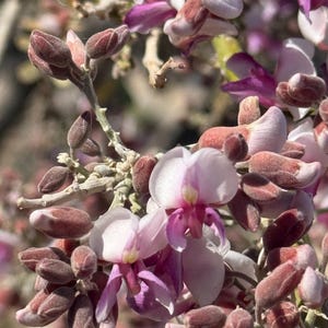 Olneya Tesota Desert Ironwood Tree Seeds 10 Pack - Etsy