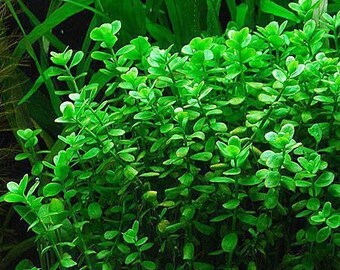 Sensitive Plant or Neptunia Aquatica Floating Aquatic Pond Plant pack ...