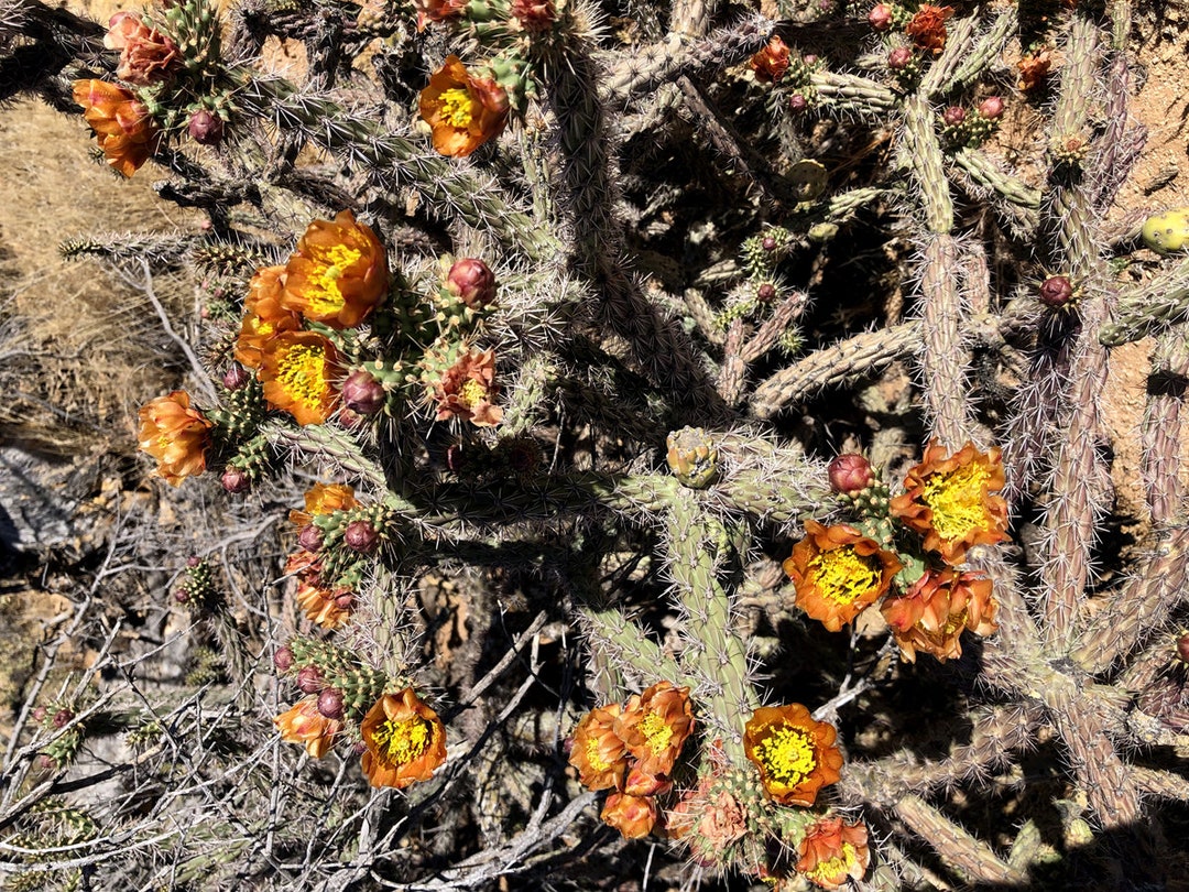 Buckhorn Cholla, Staghorn Cholla or Cylindropuntia Acanthocarpa 20 ...