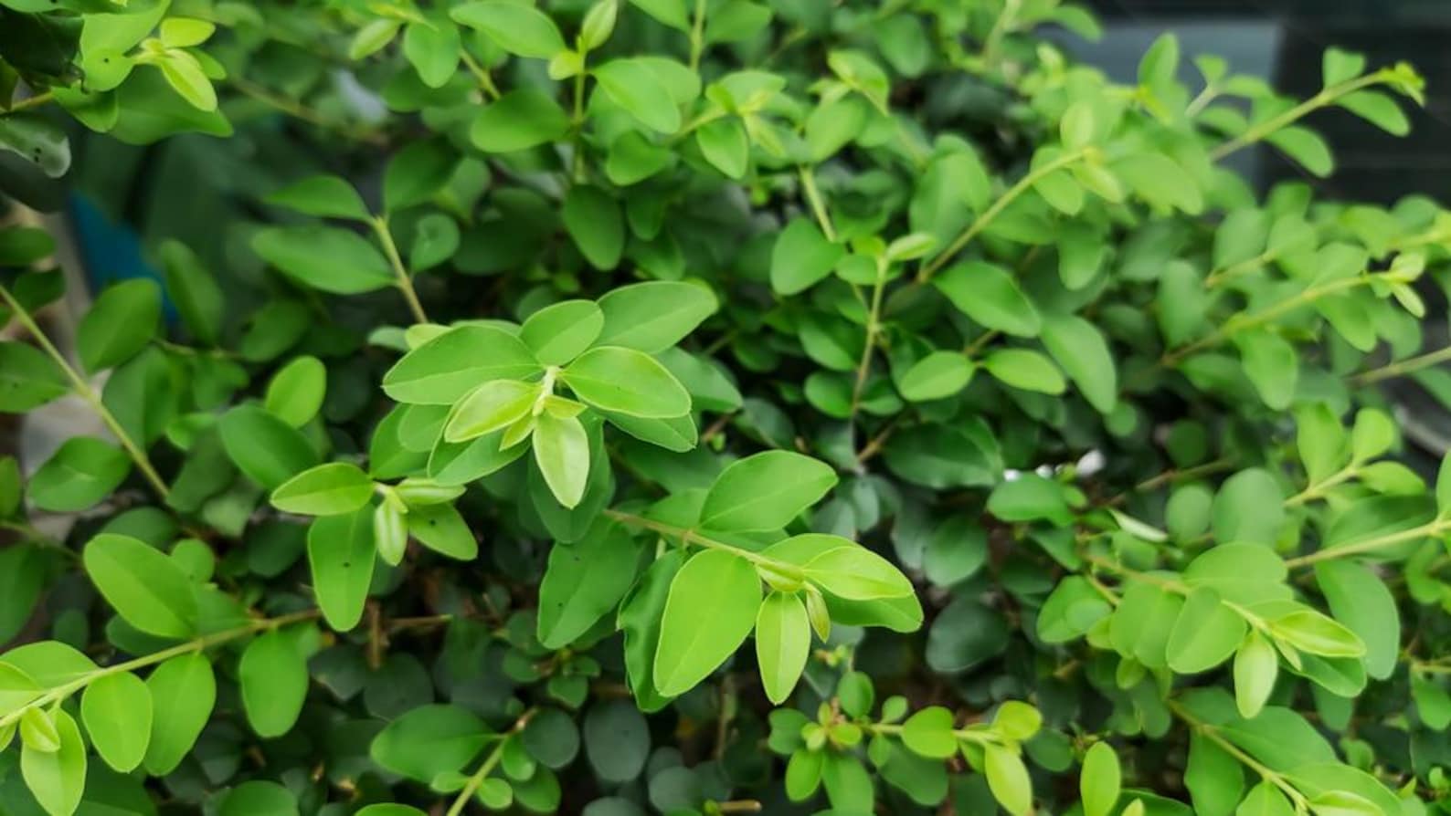 Fortune's Spindle, Euonymus Fortunei, Wintercreeper, Japanese Euonymus ...