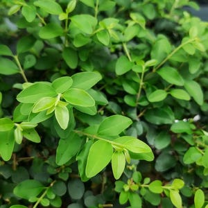 Fortune's Spindle, Euonymus Fortunei, Wintercreeper, Japanese Euonymus ...