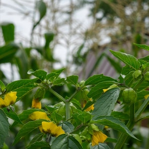 Tomatillo, Miltomate, Mexican Green Tomato, Husk Tomato, Physalis ...